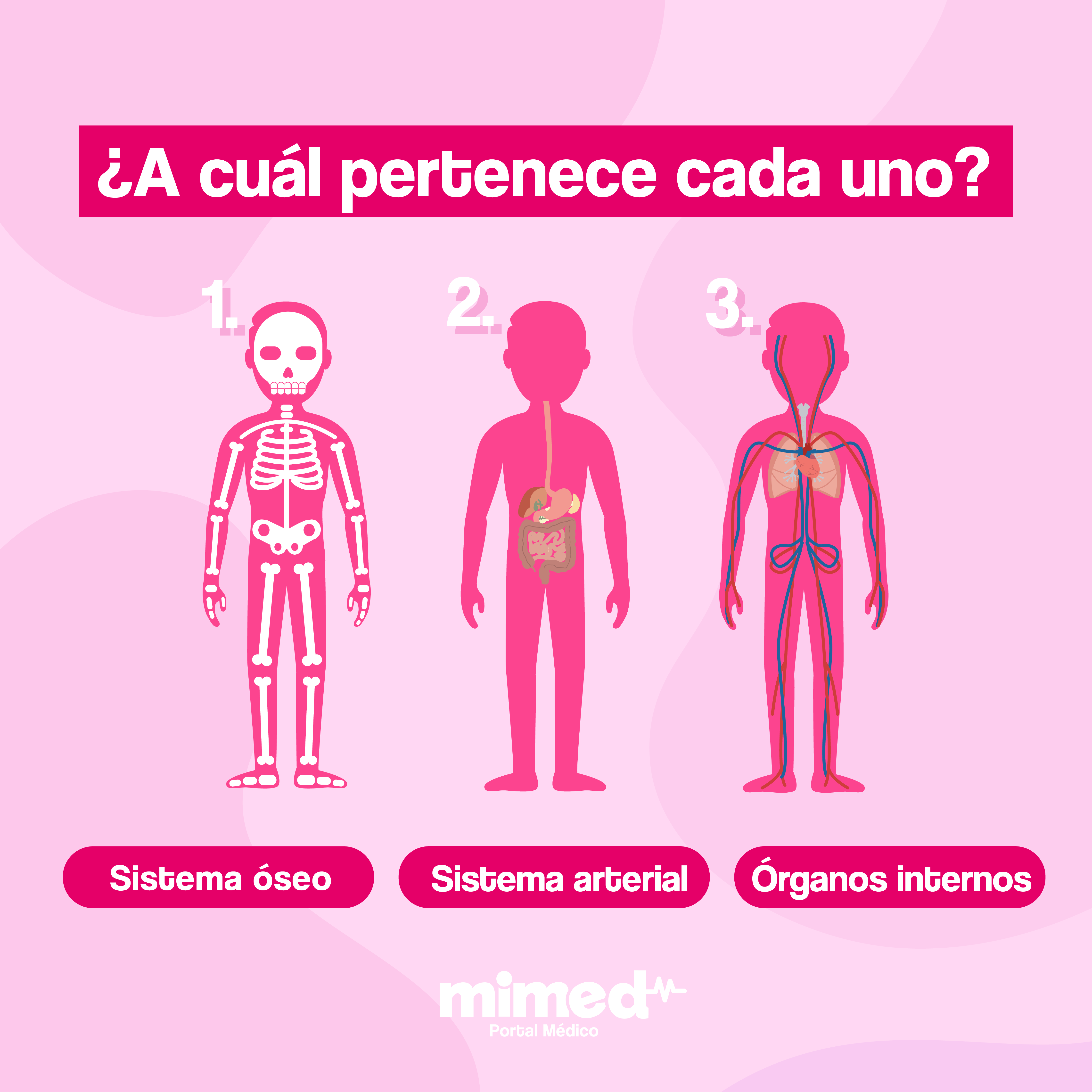 ¿A cuál pertenece cada uno?